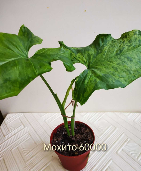 Сингониум Мохито