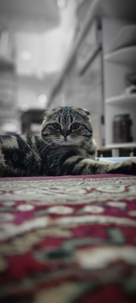 Кот на Вяску! Скотиш фолд шиншила