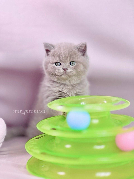 Шотландский Скоттиш страйт