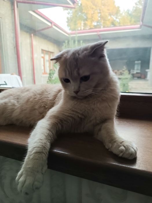 Шотландская вислоухая кот