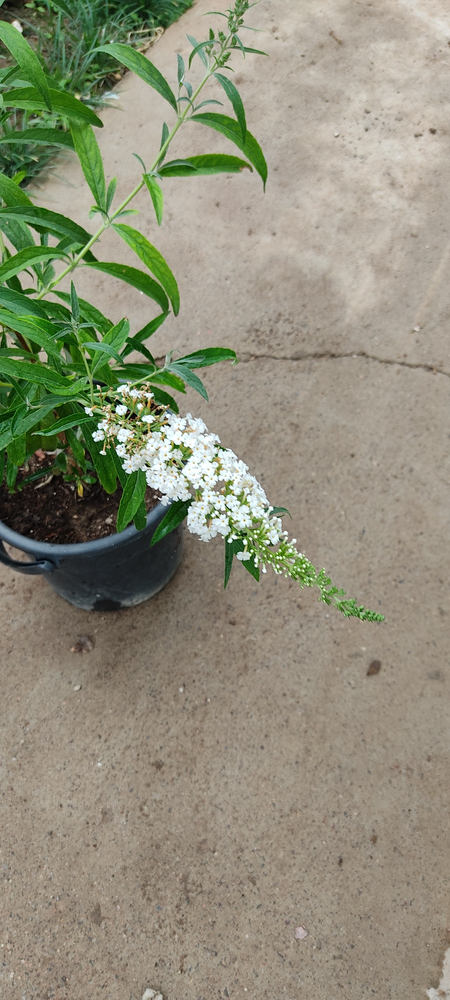 Будлея многолетний кустарник