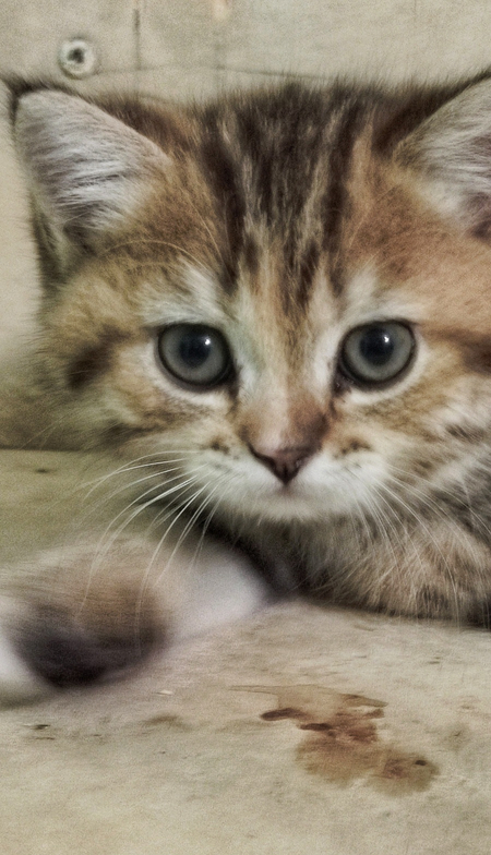 Шотландские котята скотиш фолд и страйт