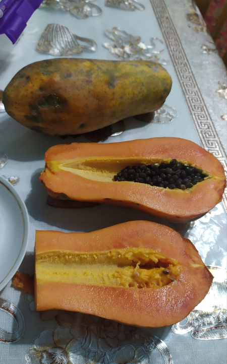 Папайя кучати дарахти сотилади Продаются папайи саженцы
