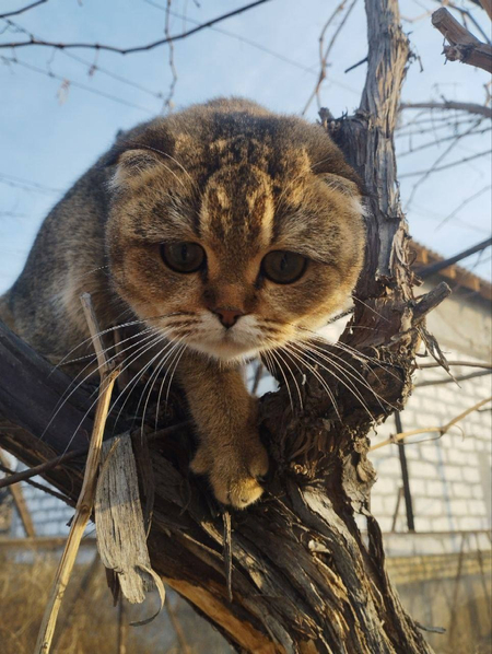 Золотая шиншилла (Gold chinchilla)