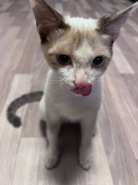 Отдам котёнка в хорошие руки