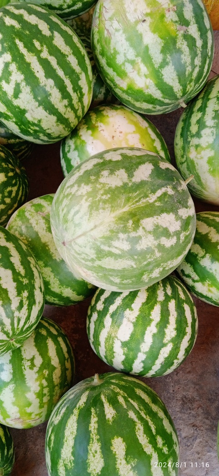 Tarvuz optom narxda