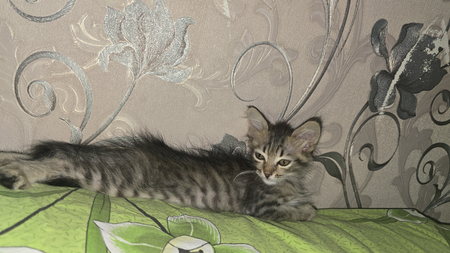 Мушук пишик котенок кошка пушистая девочка