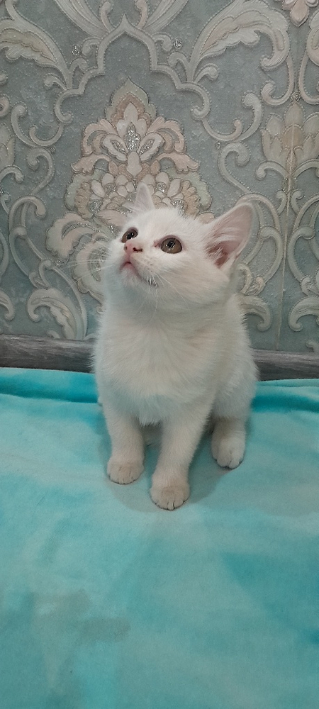 Продаю котят скотиш страйт  девочка и мальчик