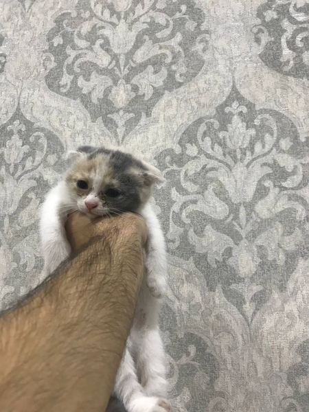 2 та скоттиш фолд