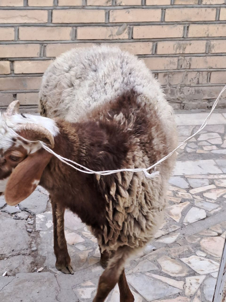 Qõchqorlar va qõylar sotiladi