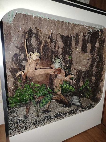 Палюдариум продам