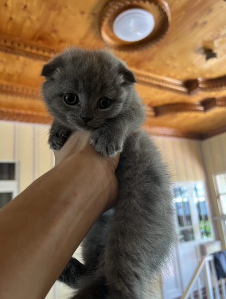 Скотиш фолд + британ
