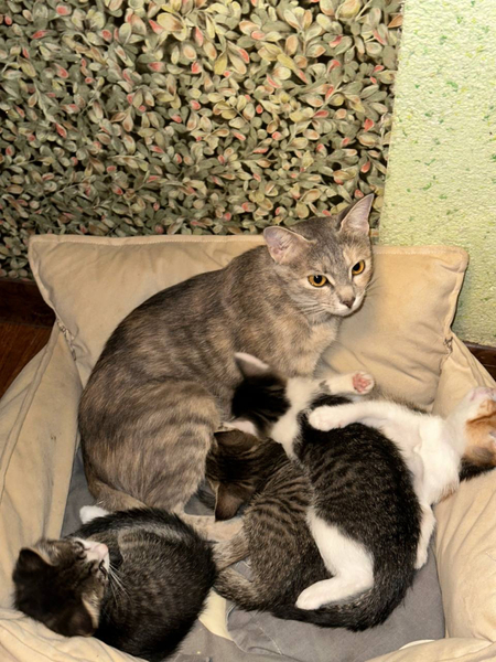 Милые котята ждут  своих добрых и любящих хозяев