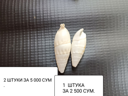 Продаю Ракушки разные