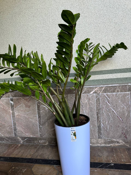 Замиокулькас гигант