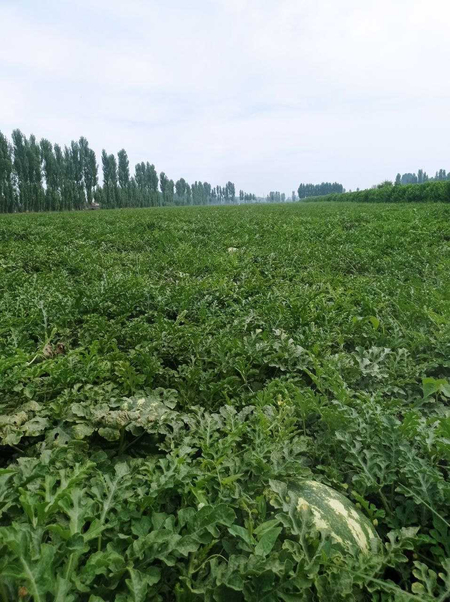 Оптом Дехкон Тарвуз,  optom Tarvuz Dexqon