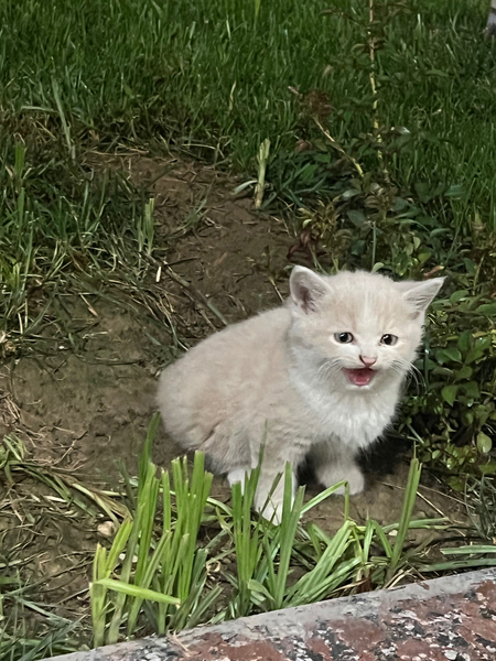 Котята на продажу