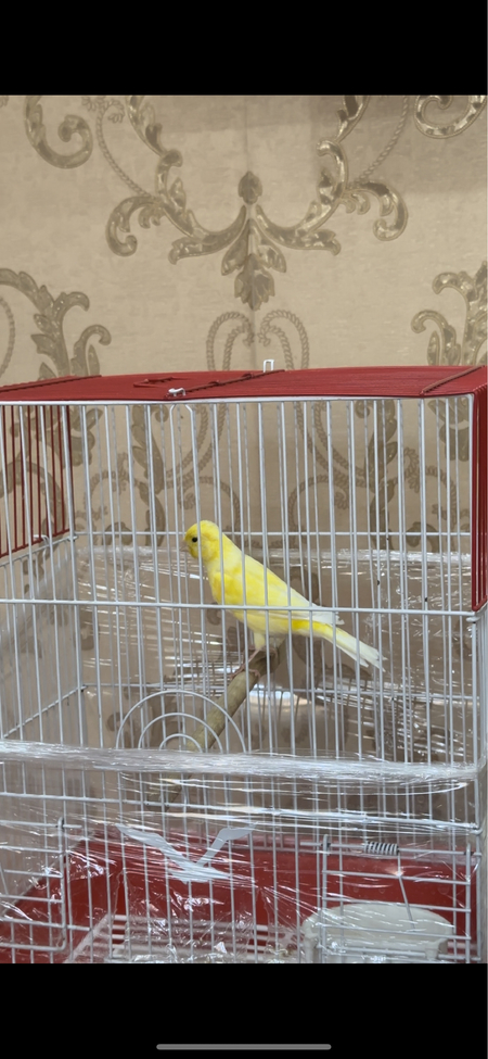 Канарейка нар