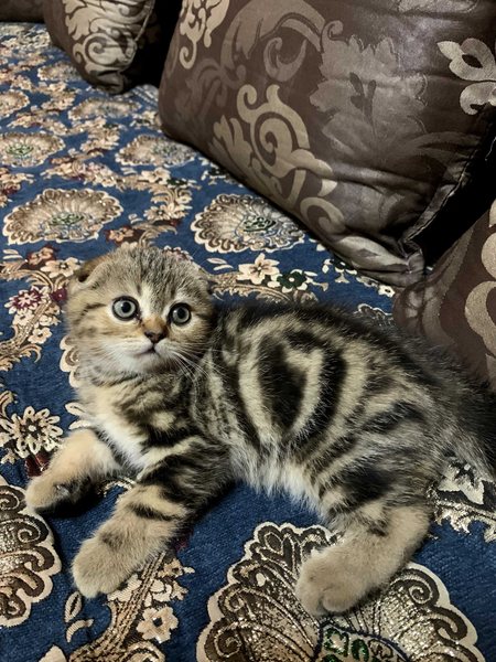 Британский скоттиш фолд мраморный окрас