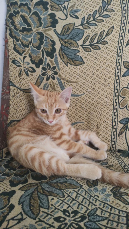 Котен в хорошие руки