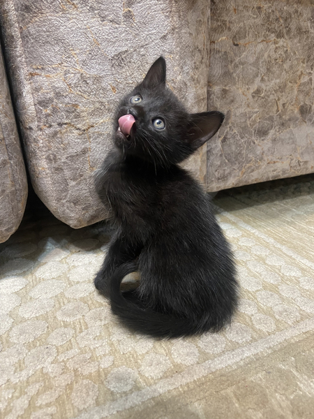 Отдам котят