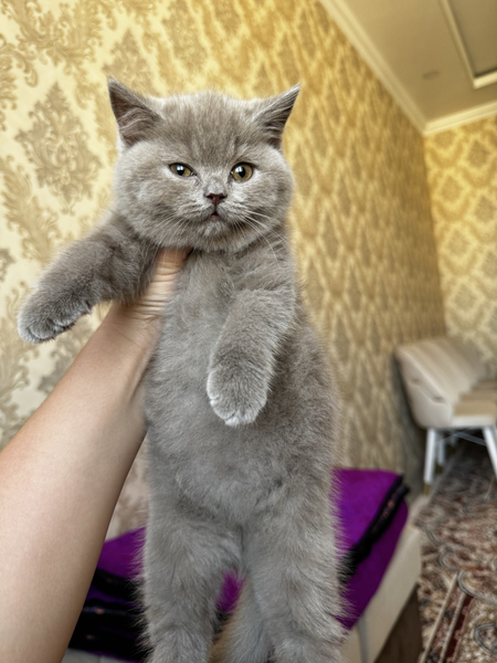 Британские котята