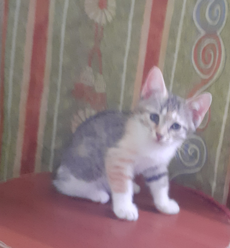 Отдам котёнка девочку