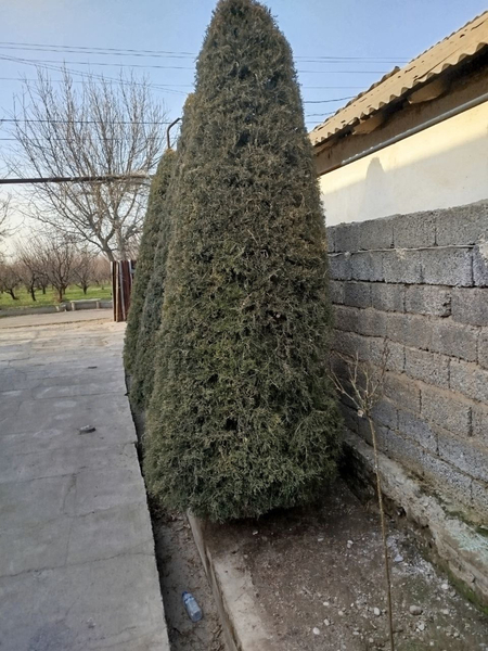 Сотилади можевельник