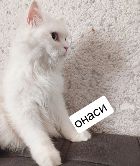 Британские девичка тоза парода