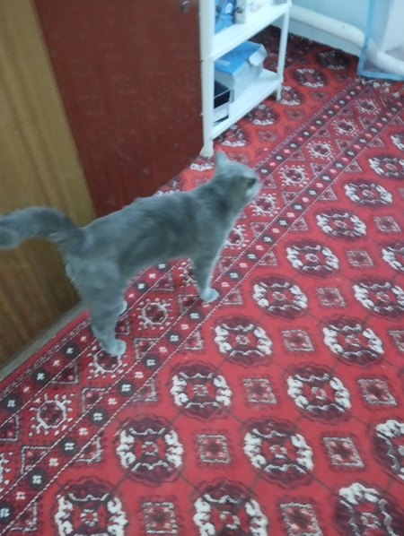 Котик Виязкага эркак