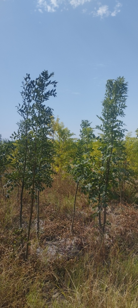 Qayragʻoch  (Гужум) кайрагоч