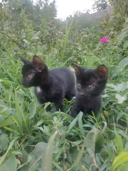 Котята с доставкой