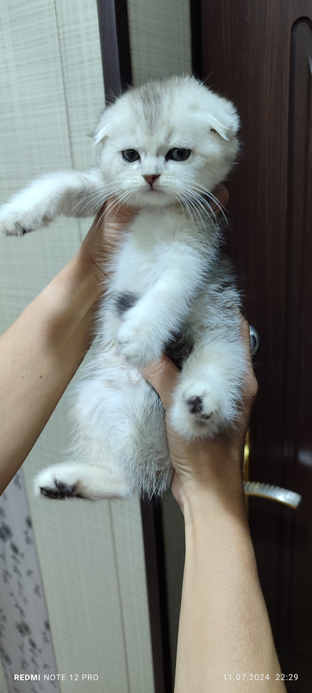 Продаются котята, порода шотландская, скоттиш фолд и скоттиш страйт.