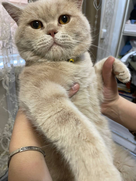 Скотиш страйд  породистый