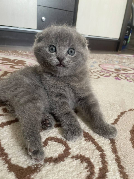 Чистокровные Шотландские котята