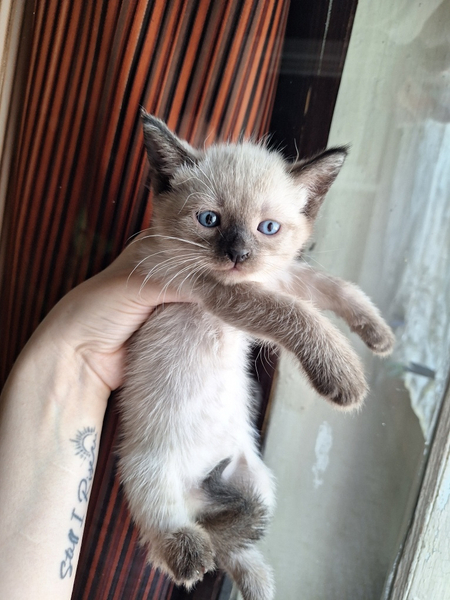 Продам котенка сиамскийй