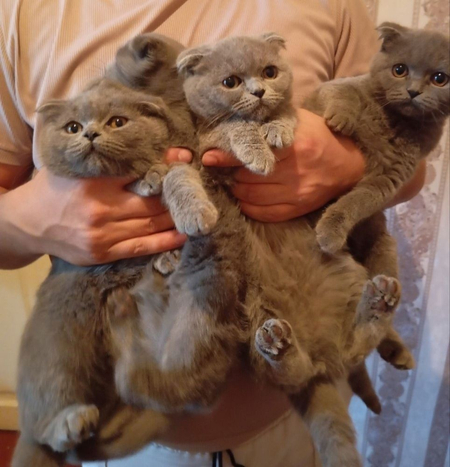 Вислоухий котенок