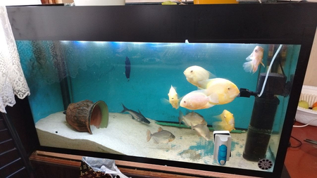 Akvarium s ribkami 200litrov. 200litrli akvarium baliqlari bilan