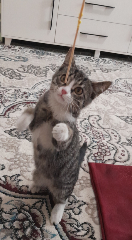 Котёнок 2,5 месяца