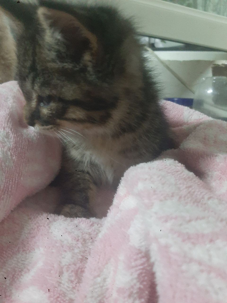 Бесплатно в любящие руки ищут дом котята
