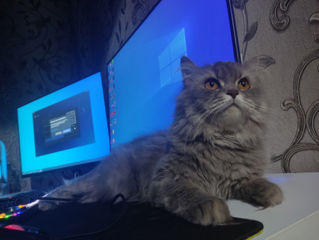 Кошка персидская