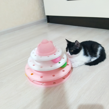 Отдам котика ответственным лицам