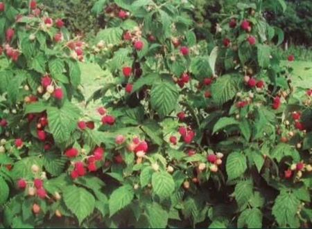Malina koʻchatlari