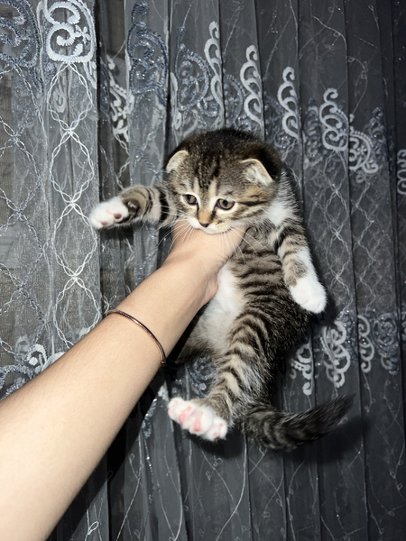 Котята скоттиш фолд