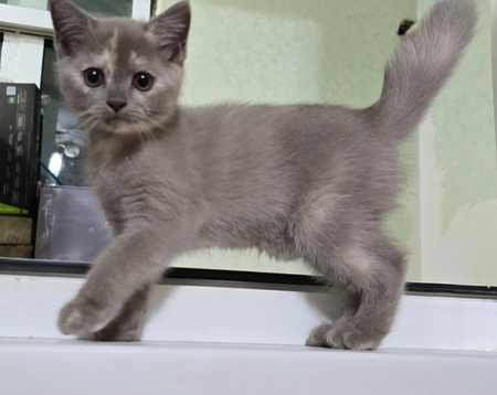 Шотландский котёнок страйт девочка
