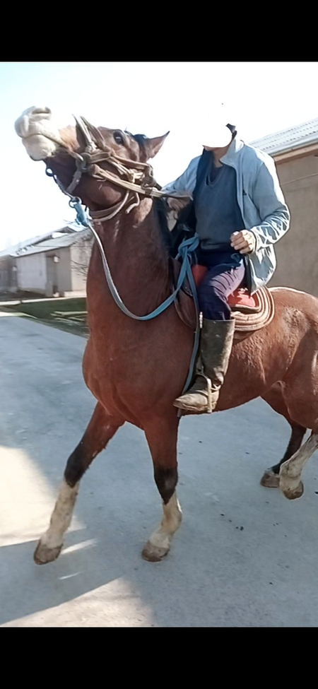 Qorabayir zoti rangi qizil