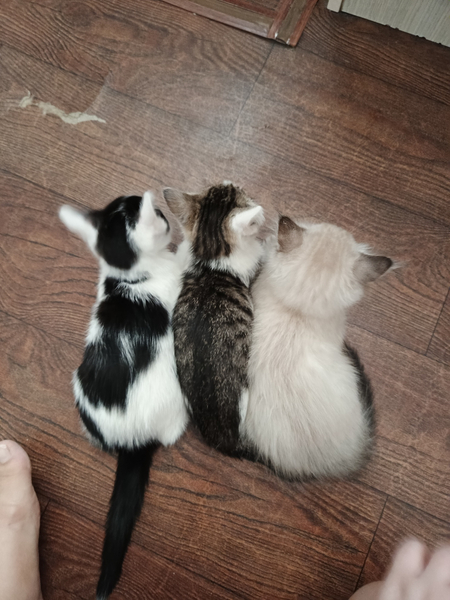 Красивые котята даром