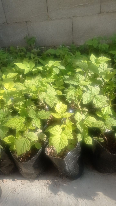 Malina ukrainski