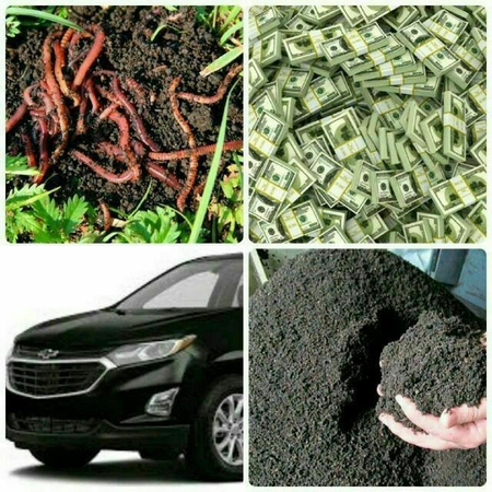 Bio gumus va kaliforniya chuvalchanglari sotiladi