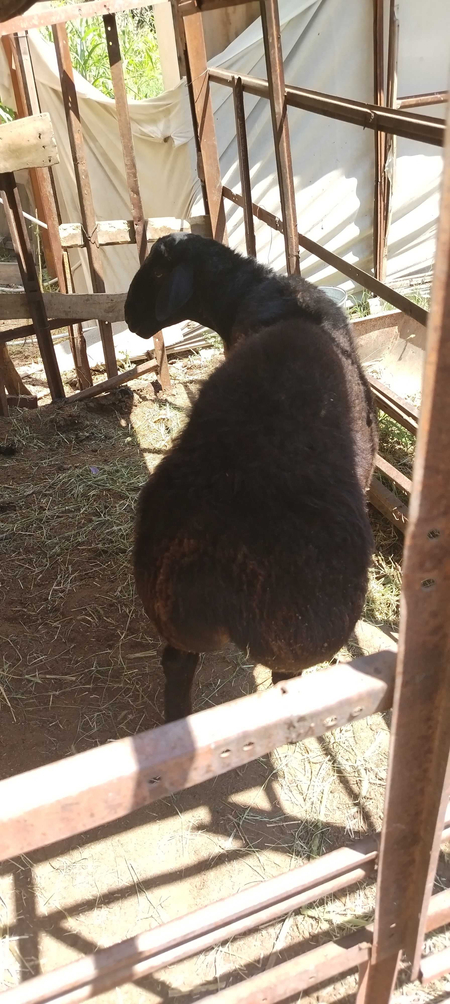 Qochqor sotiladi